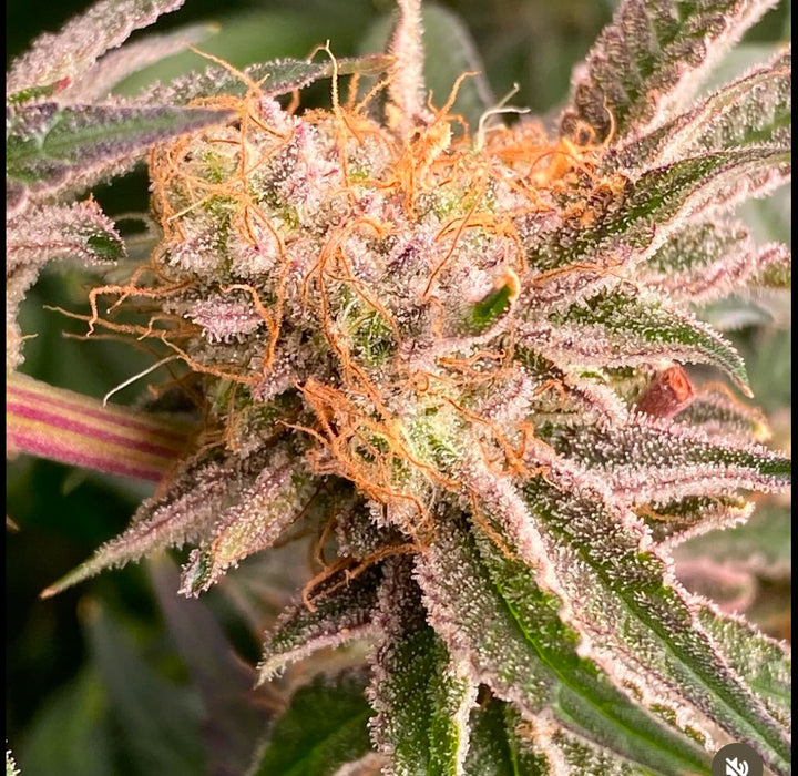 CBD Flower – JT’s Jungle